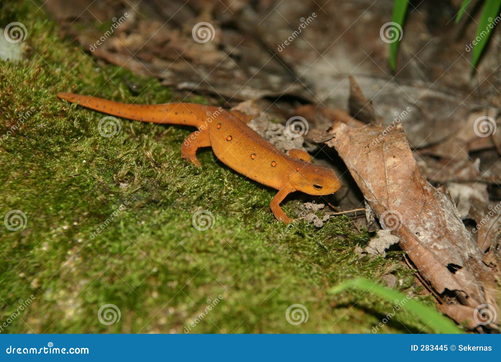 Walking Red eft stock image. Image of animal, small, orange - 283445