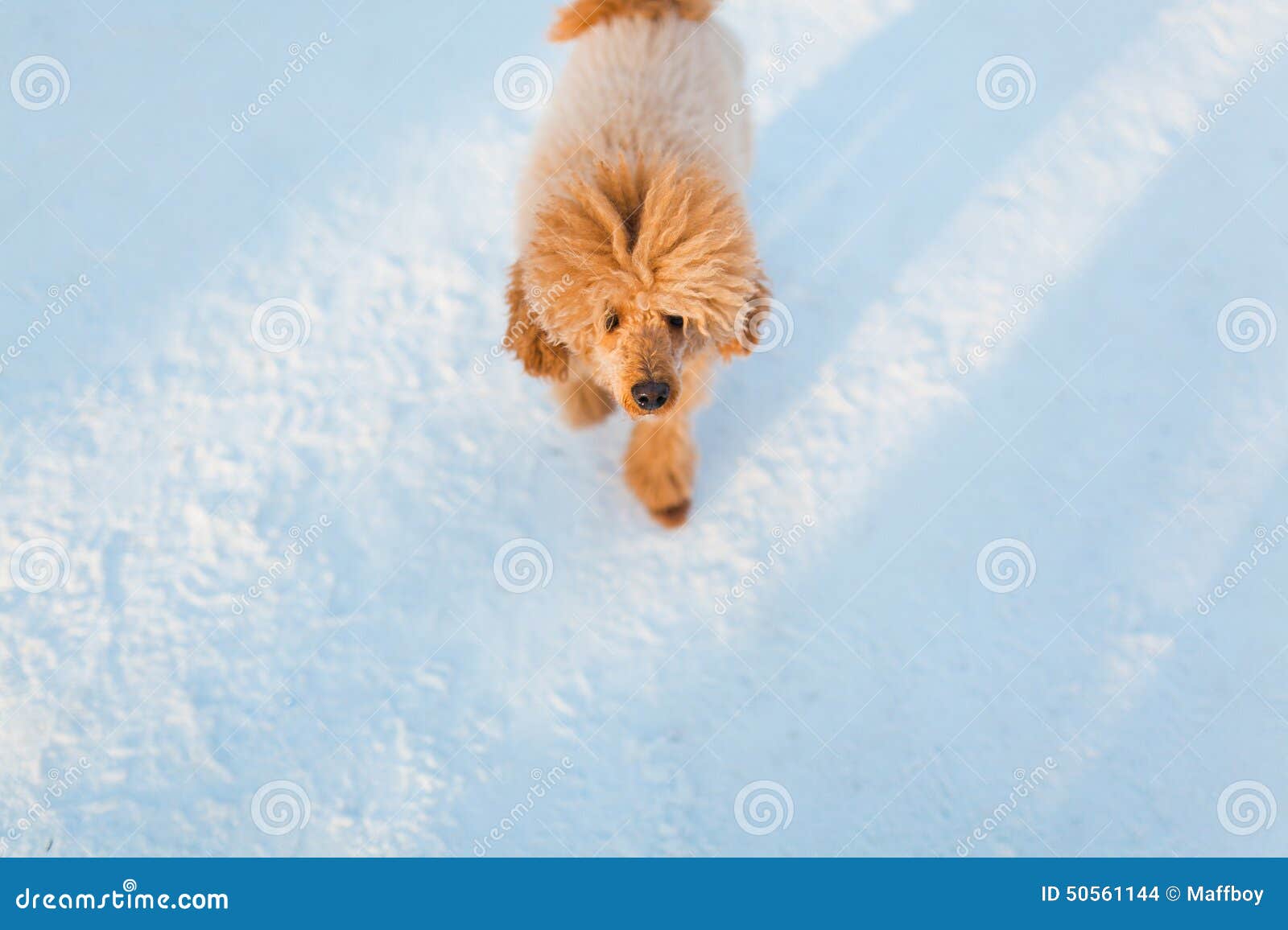 Walking Red Miniature Poodle Stock Photo - Image of poodle, beauty ...
