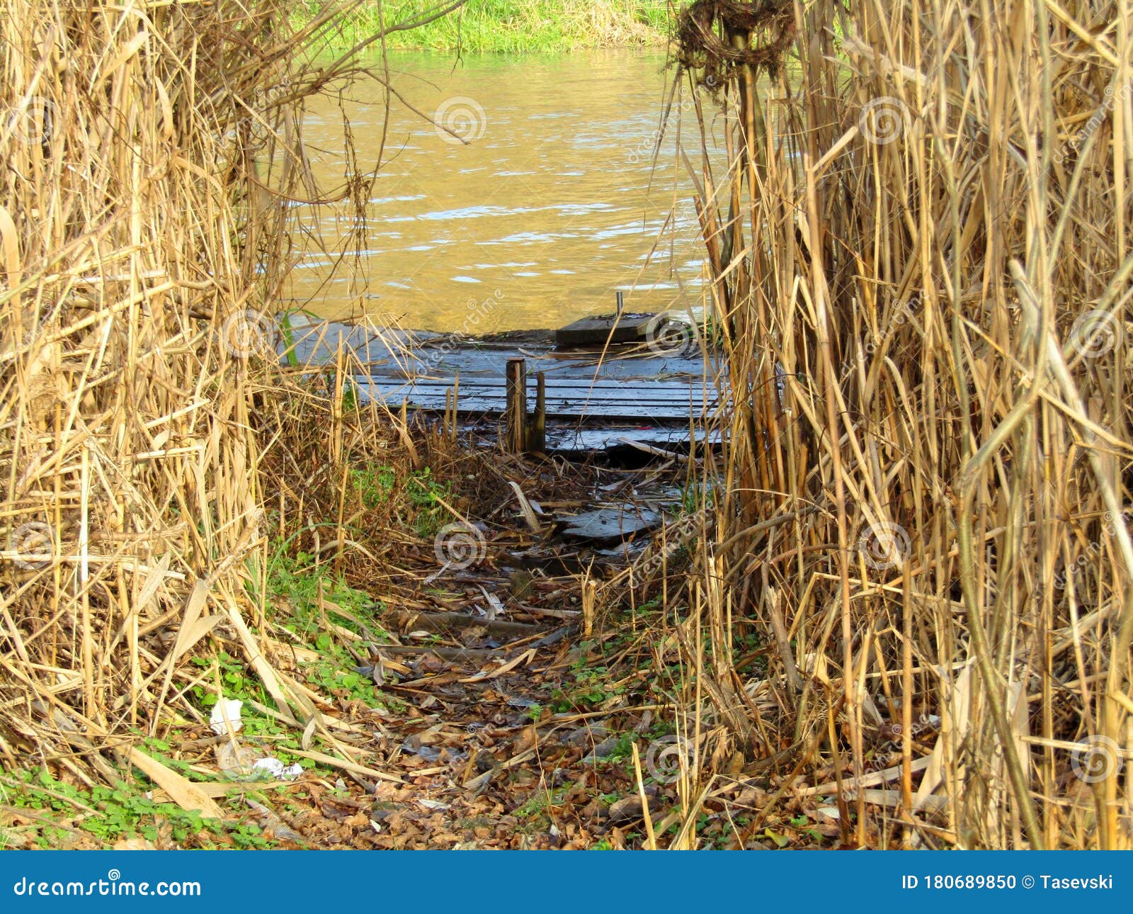 Walking through the Reeds To the River Stock Photo - Image of hand ...