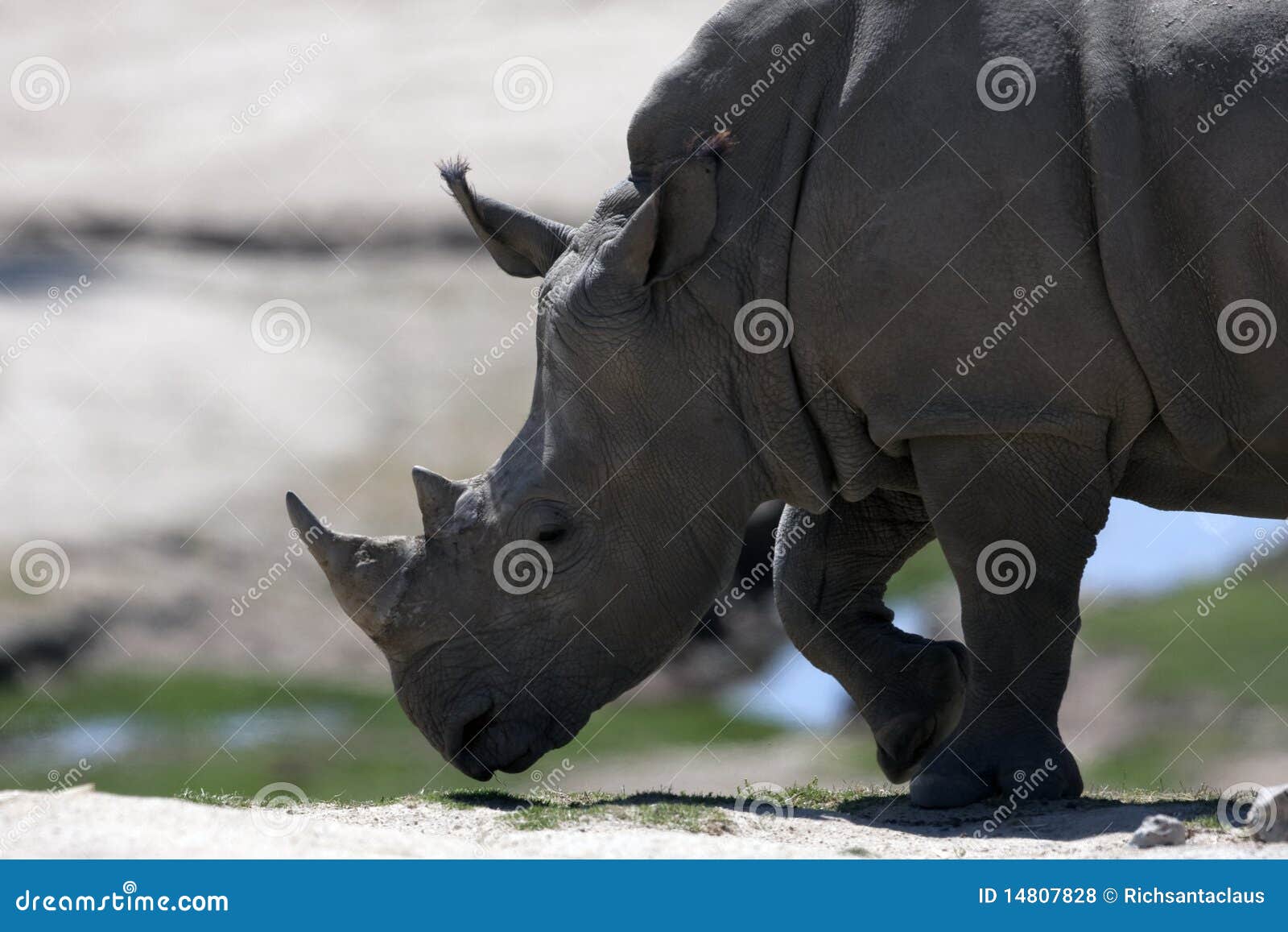 Walking Rhino stock photo. Image of safari, wildlife - 14807828
