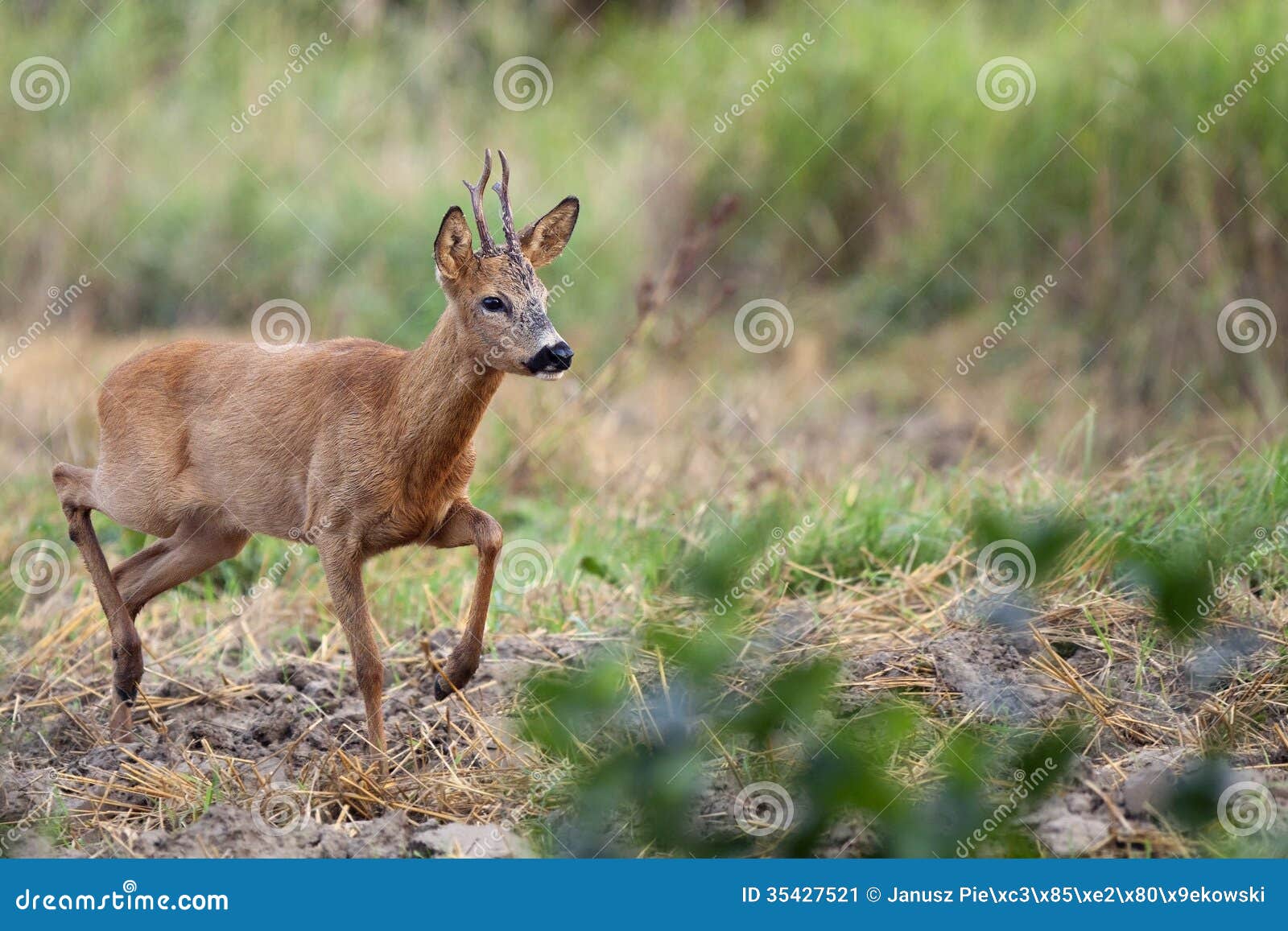 Walking roebuck stock image. Image of animal, nature - 35427521