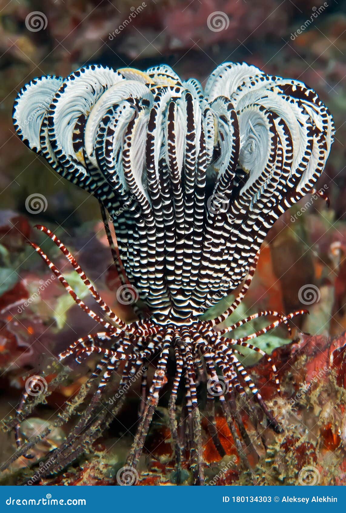 Walking Sea Lily Feather Stars Underwater Macro Photography Stock Image Image Of Exotic