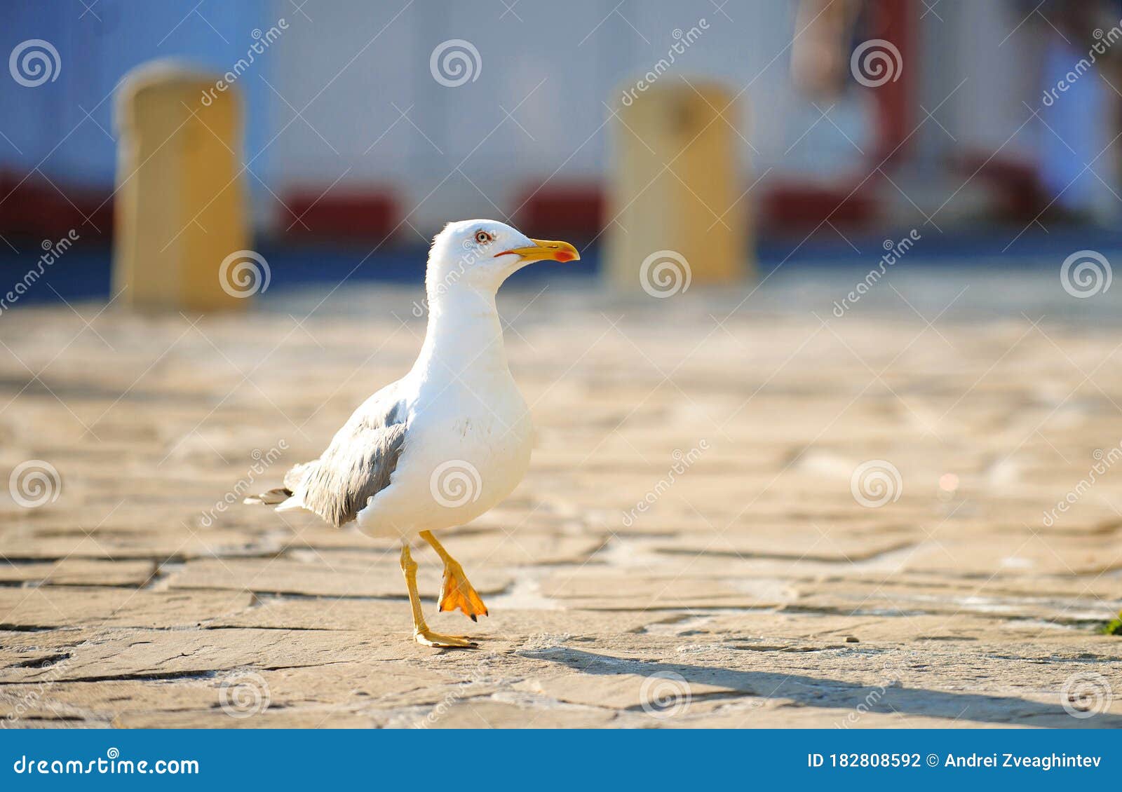 Walking seagull in street stock photo. Image of birds - 182808592