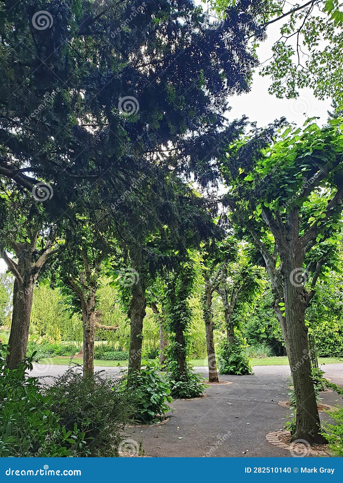 Walking in Shade Under Trees Stock Photo - Image of jungle, leaf: 282510140