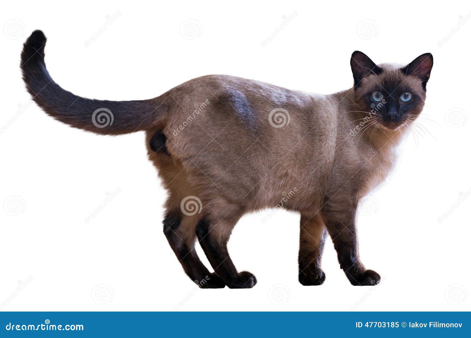 Walking Siamese cat stock image. Image of hair, breed - 47703185 Walking Siamese cat stock image. Image of hair, breed - 47703185