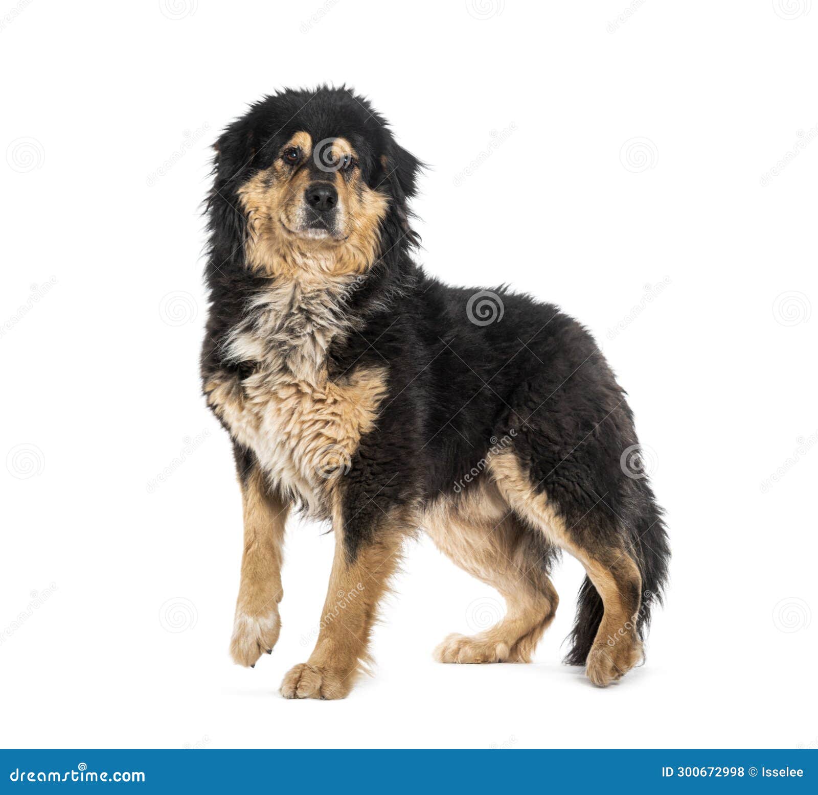 Walking Sila Shepherd Dog Looking Away, Isolated on White Stock Photo ...