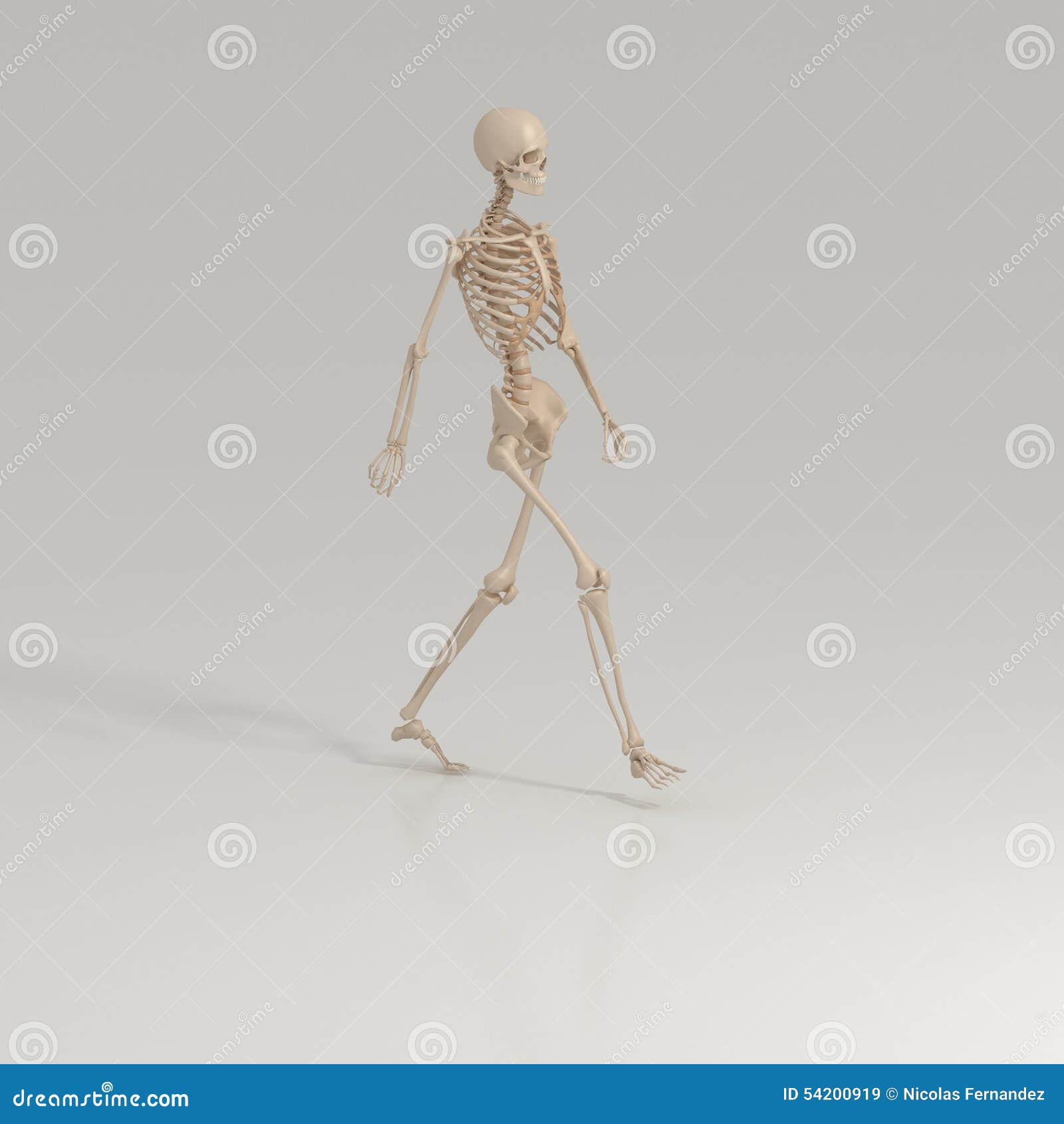 Walking skeleton stock illustration. Illustration of human - 54200919