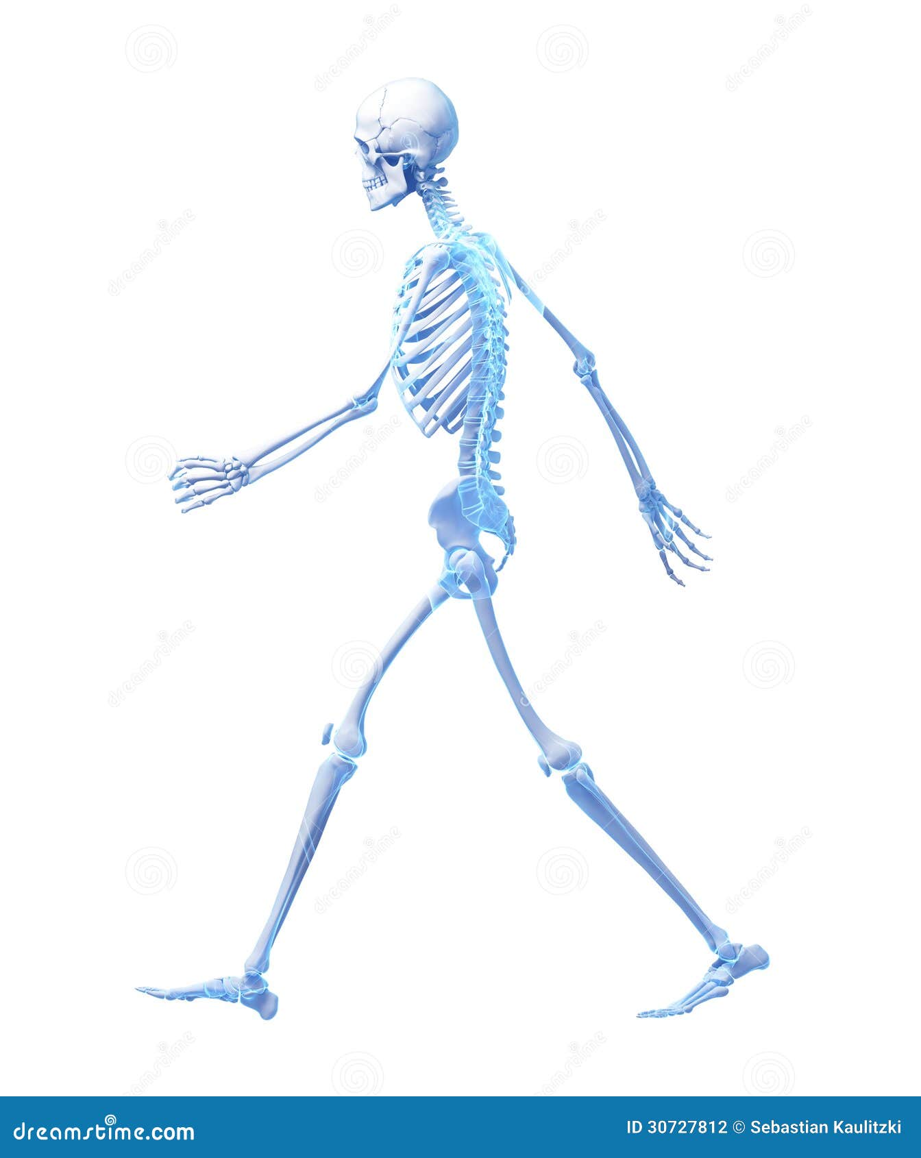 Walking skeleton stock illustration. Illustration of anatomy - 30727812