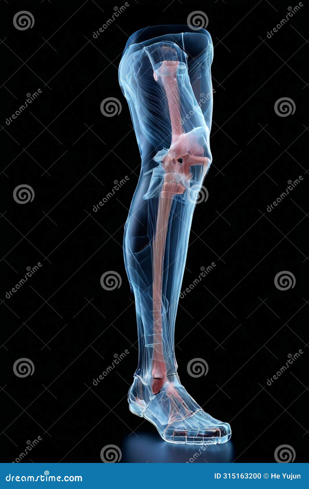 Walking Skeleton: X-ray Style 3D Illustration of Human Lower Limbs ...