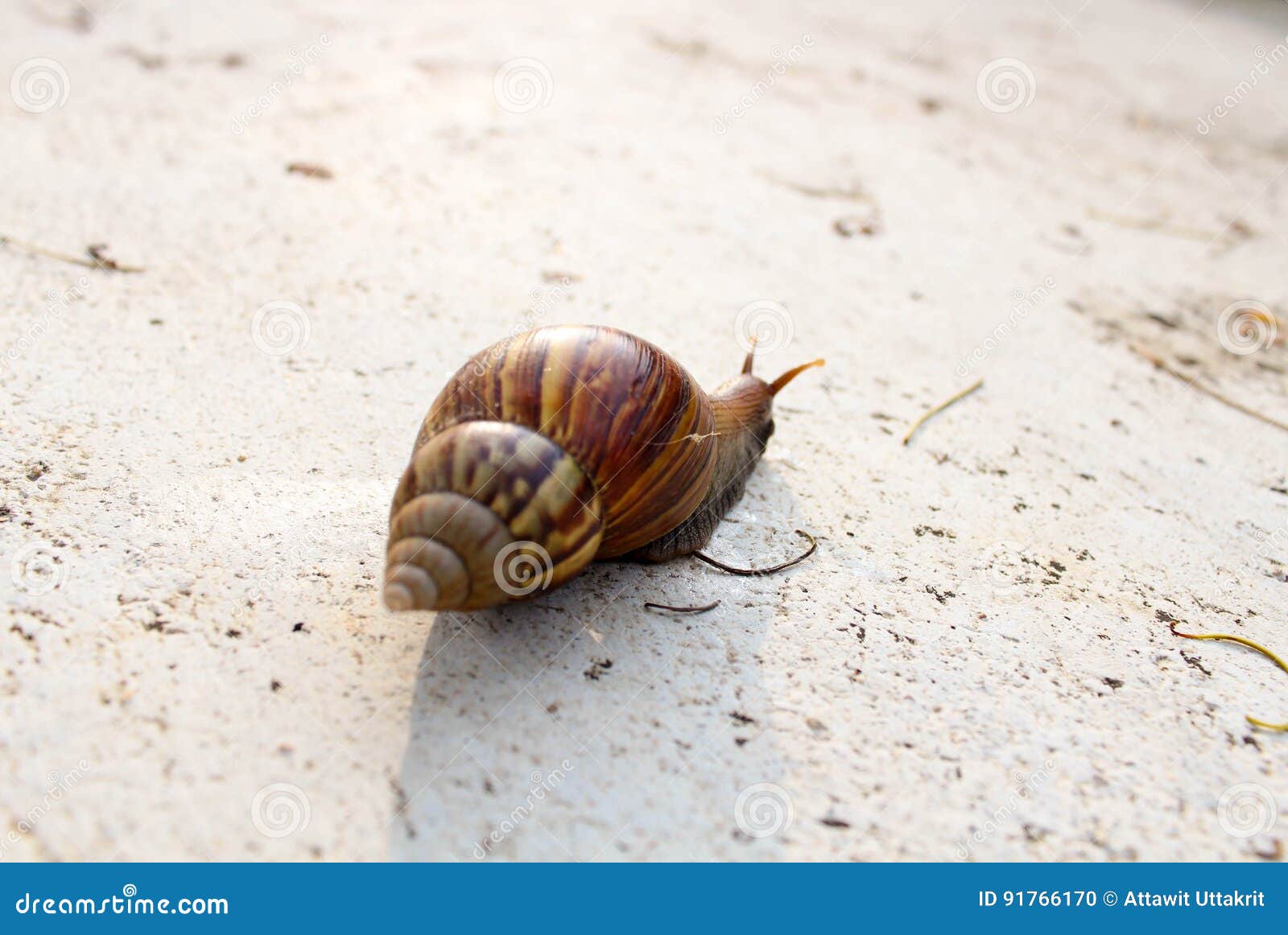 The Walking Snail stock photo. Image of journey, wild - 91766170