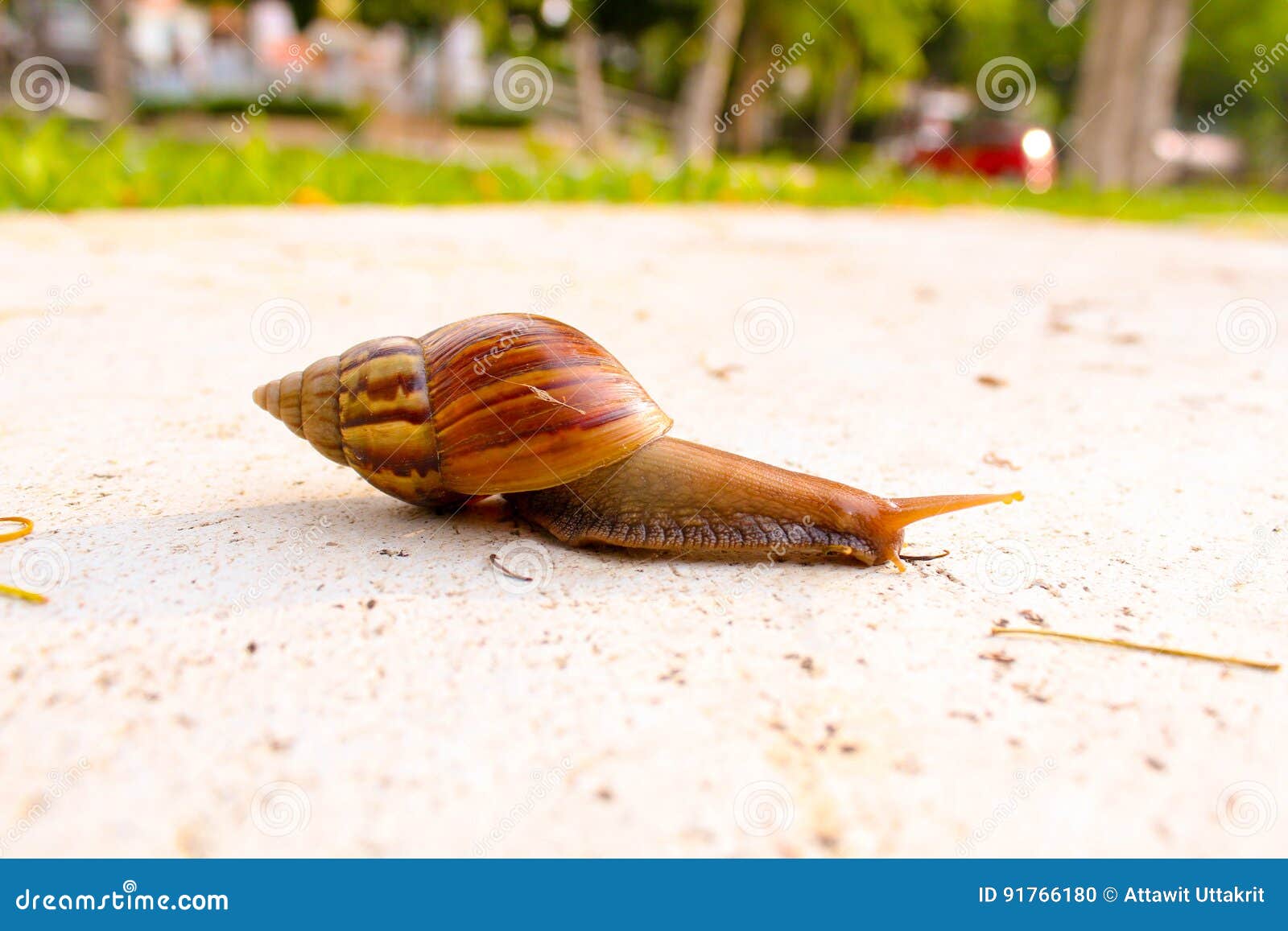 The Walking Snail stock photo. Image of walk, journey - 91766180