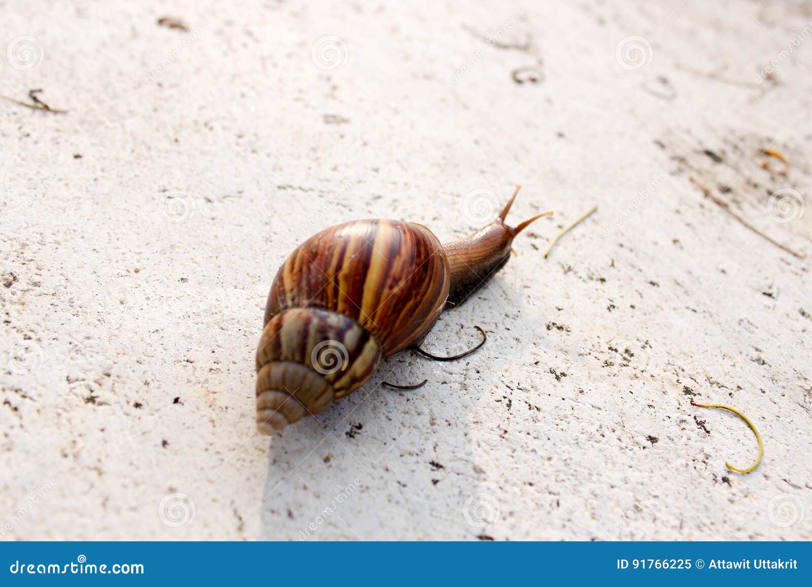 The Walking Snail stock image. Image of slug, life, invertebrate - 91766225