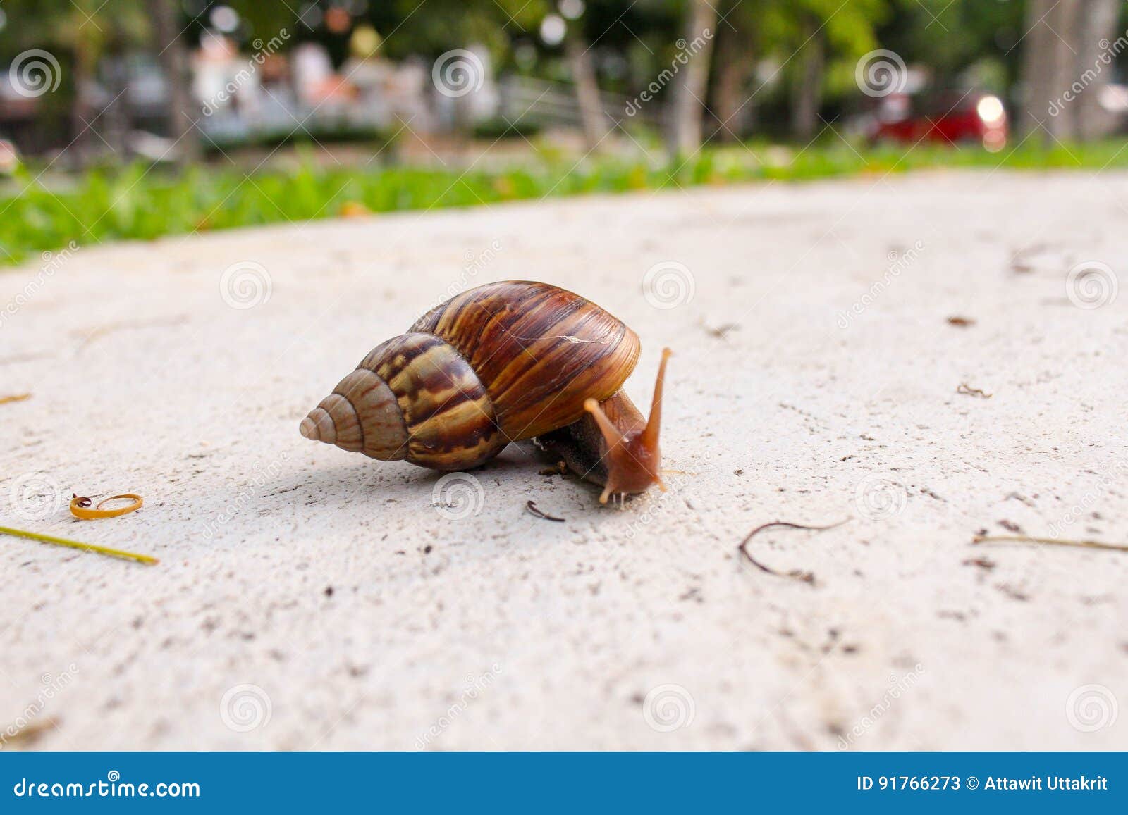 The Walking Snail stock image. Image of molluscs, life - 91766273