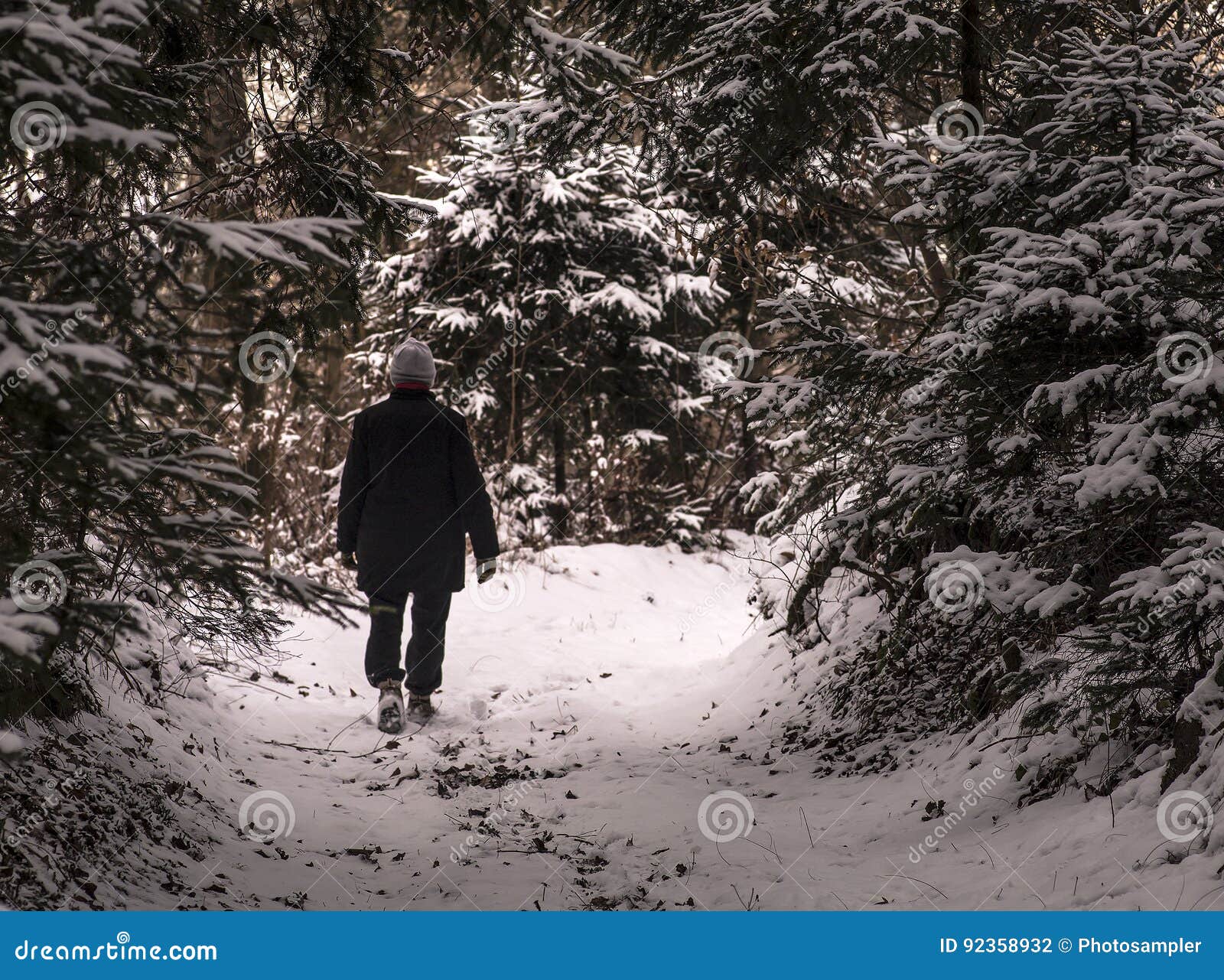 Walking in the snowy woods stock photo. Image of walk - 92358932
