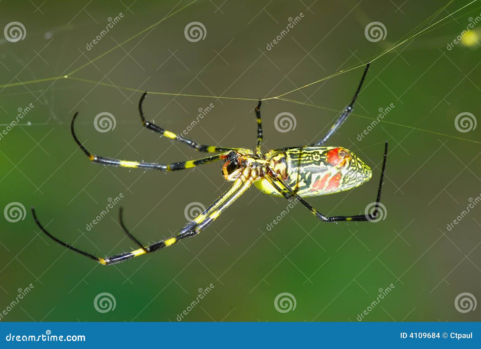 Walking spider stock photo. Image of reflexes, spider - 4109684
