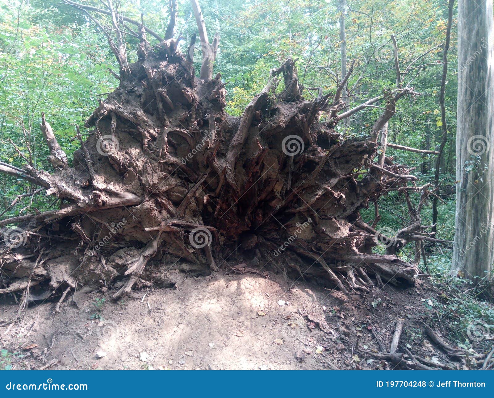 Walking a Splintered Path stock photo. Image of branch - 197704248