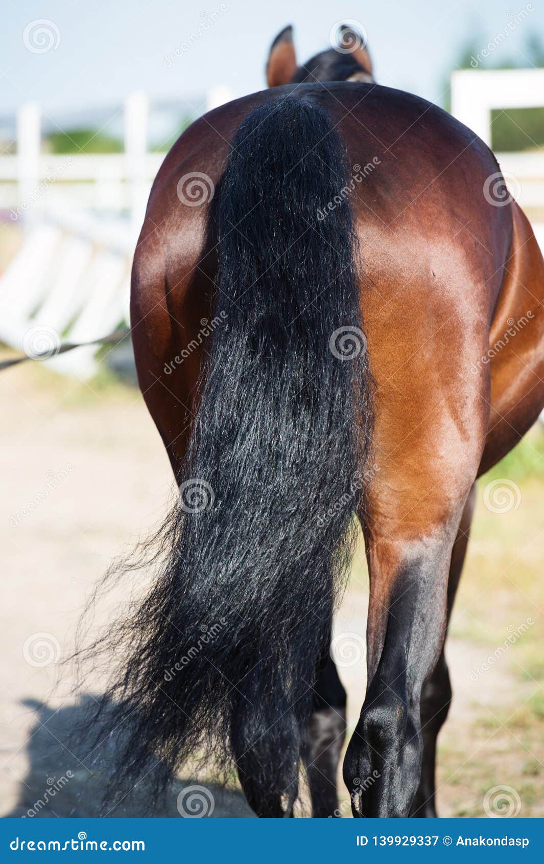 Walking Sportive Horse with Long Tail. Back View Stock Image - Image of ...