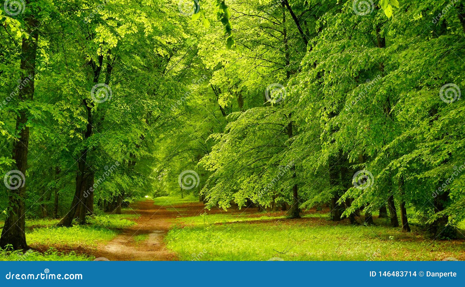 Walking through the Spring Forest Stock Photo - Image of wood ...
