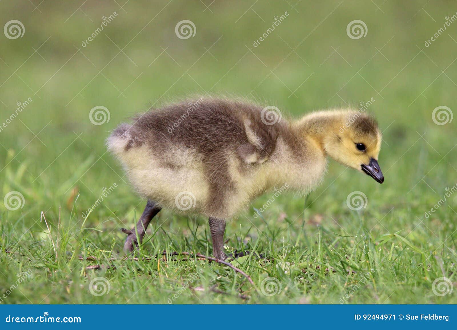 Walking Spring Gosling stock image. Image of goose, walks - 92494971