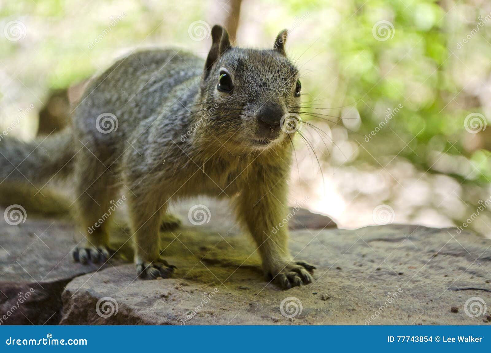 Walking Squirrel stock photo. Image of macro, legs, nature - 77743854