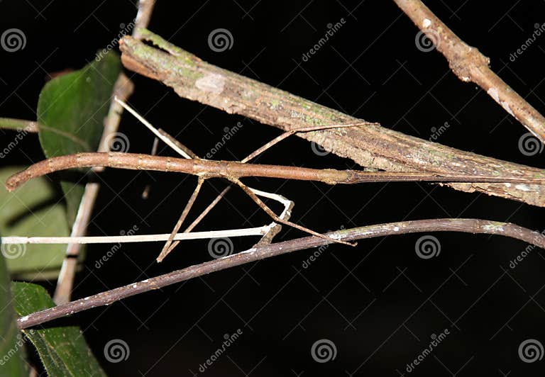 Walking Stick stock photo. Image of malaysia, wild, animal - 22903272