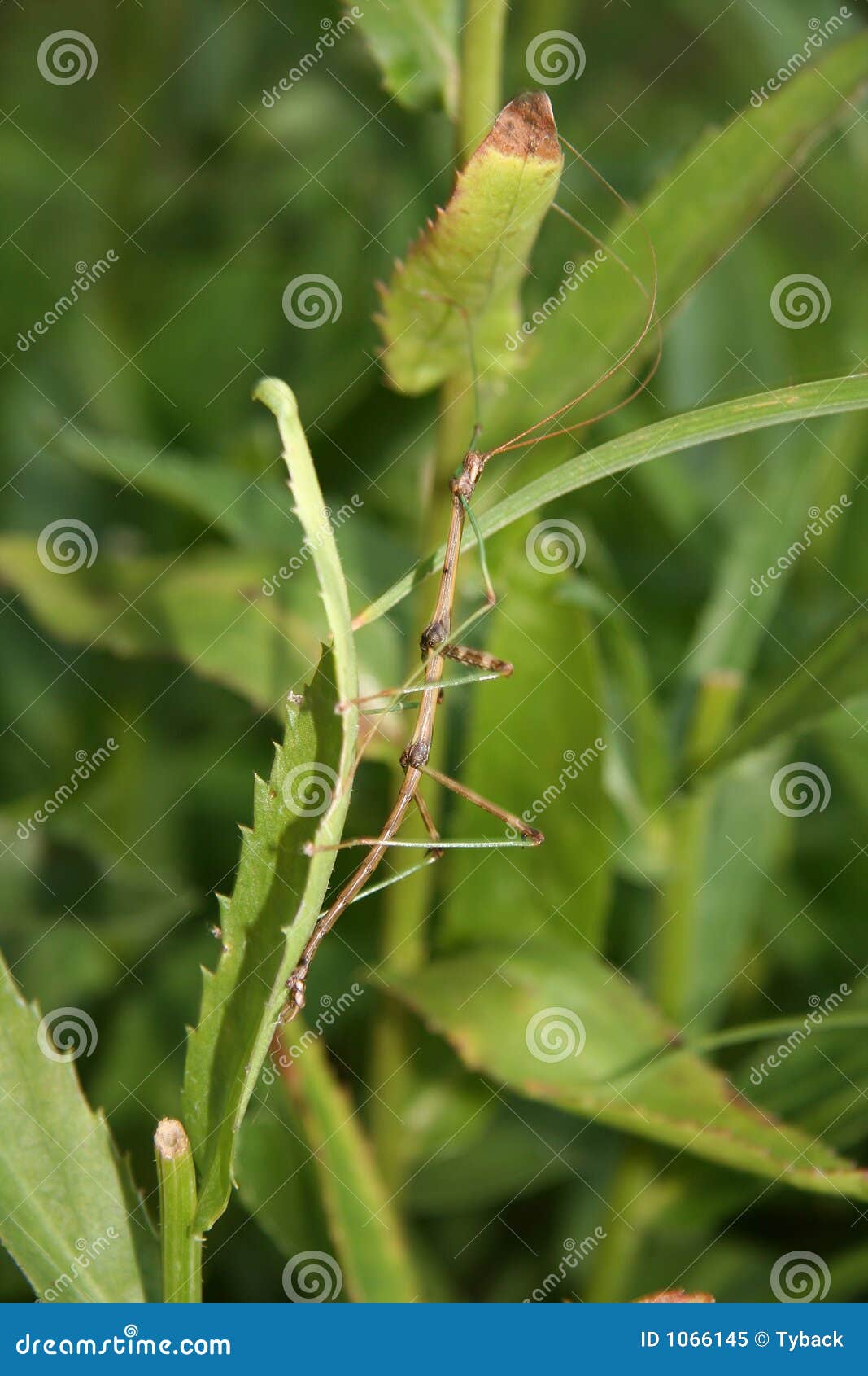 Walking stick 3 stock image. Image of garden, nature, camouflage - 1066145