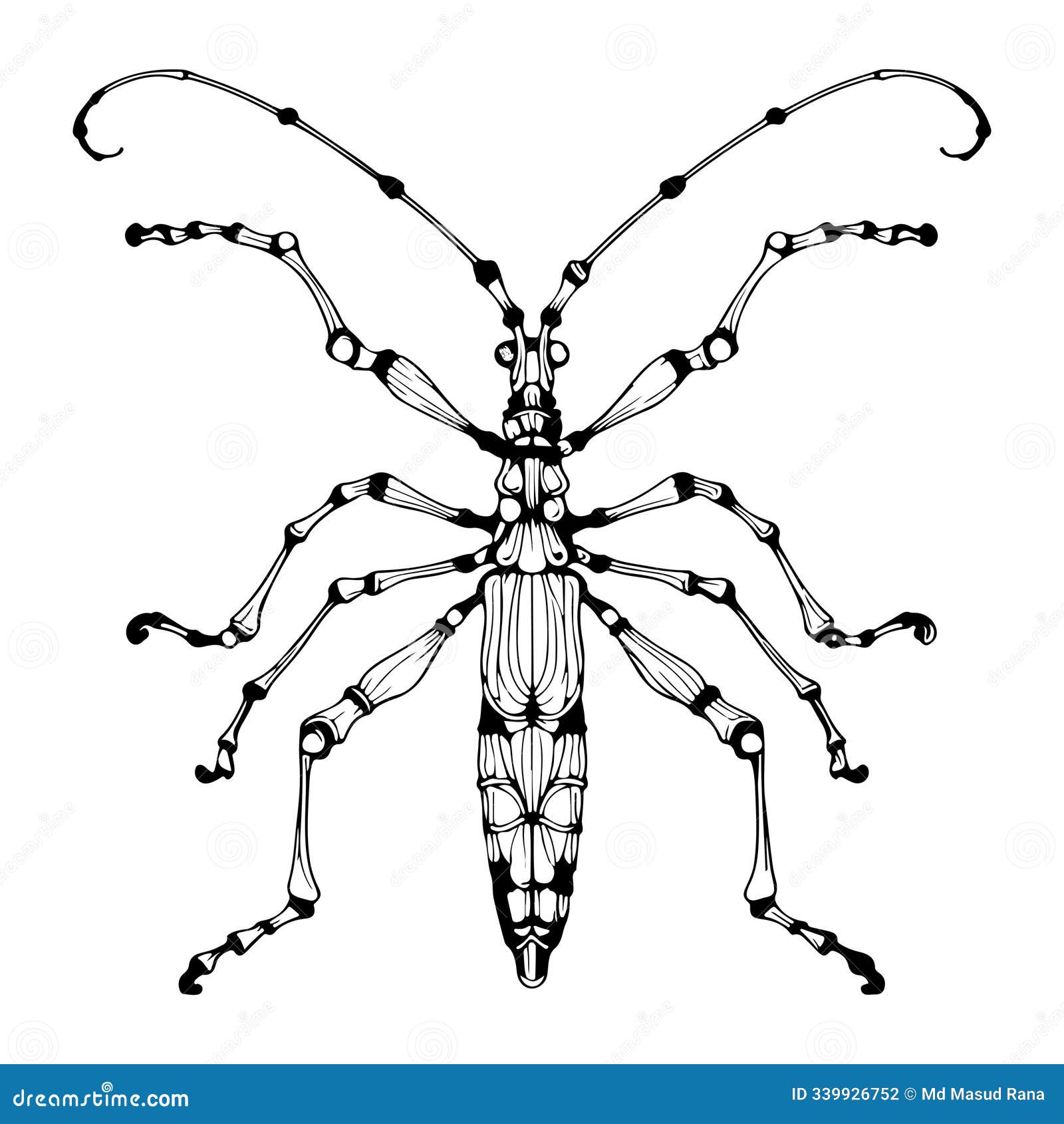 Walking Stick Bug Simple Outline Vector Illustration Line Art Stock ...