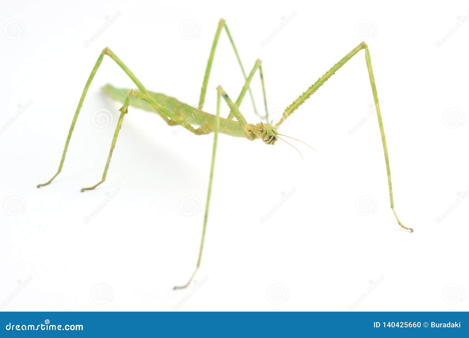 Walking Stick Insect stock photo. Image of antenna, hispanica - 140425660