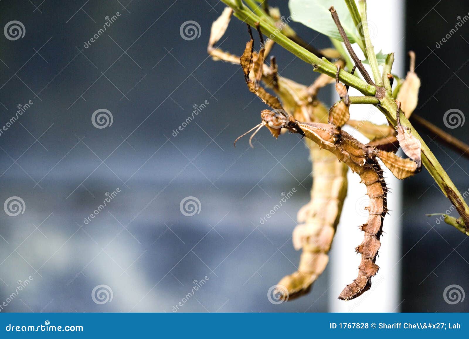 Walking Stick Insects stock photo. Image of wildlife, phylliidae - 1767828
