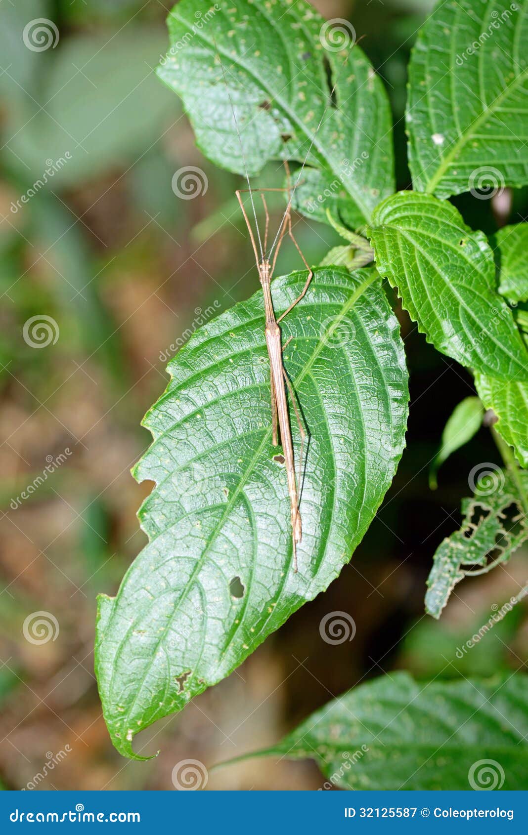 Walking stick on leaf stock image. Image of fauna, walking - 32125587