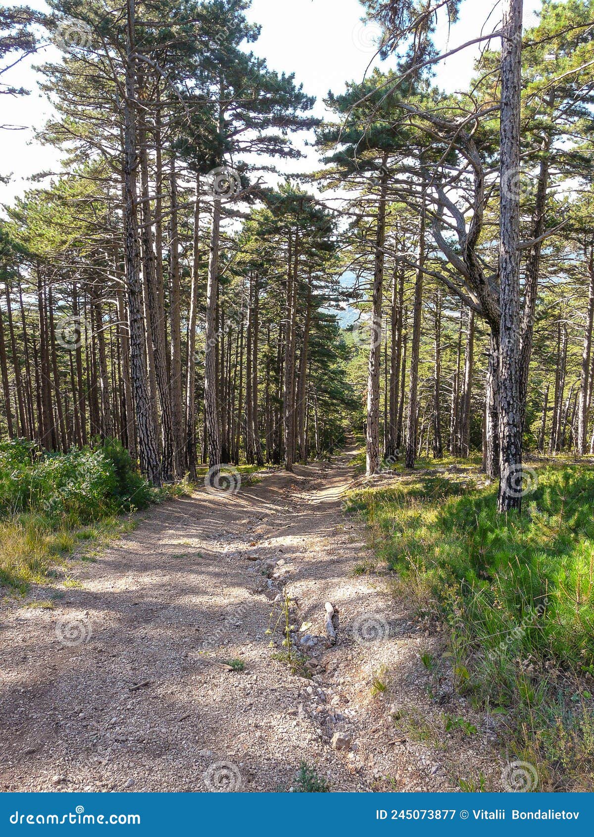 A Forest Path in the Mountains Stock Image - Image of wood, flora ...