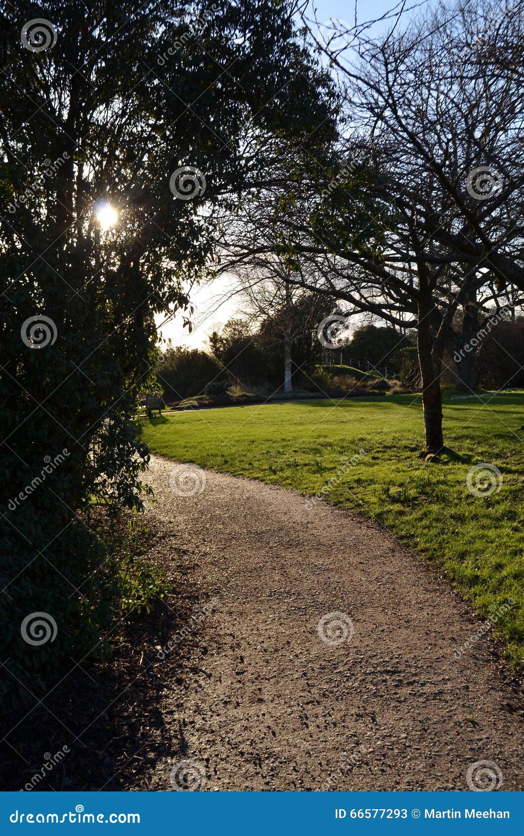 Walking into the sun. stock image. Image of trees, england - 66577293