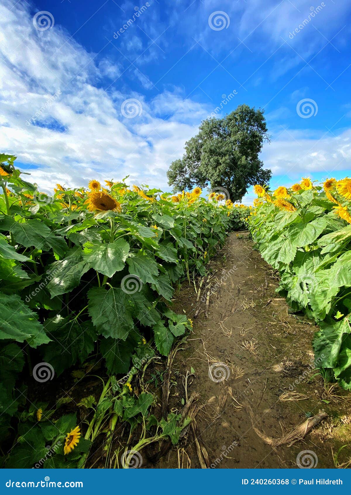 Walking through the Sunflower Field Stock Photo - Image of vibrant ...