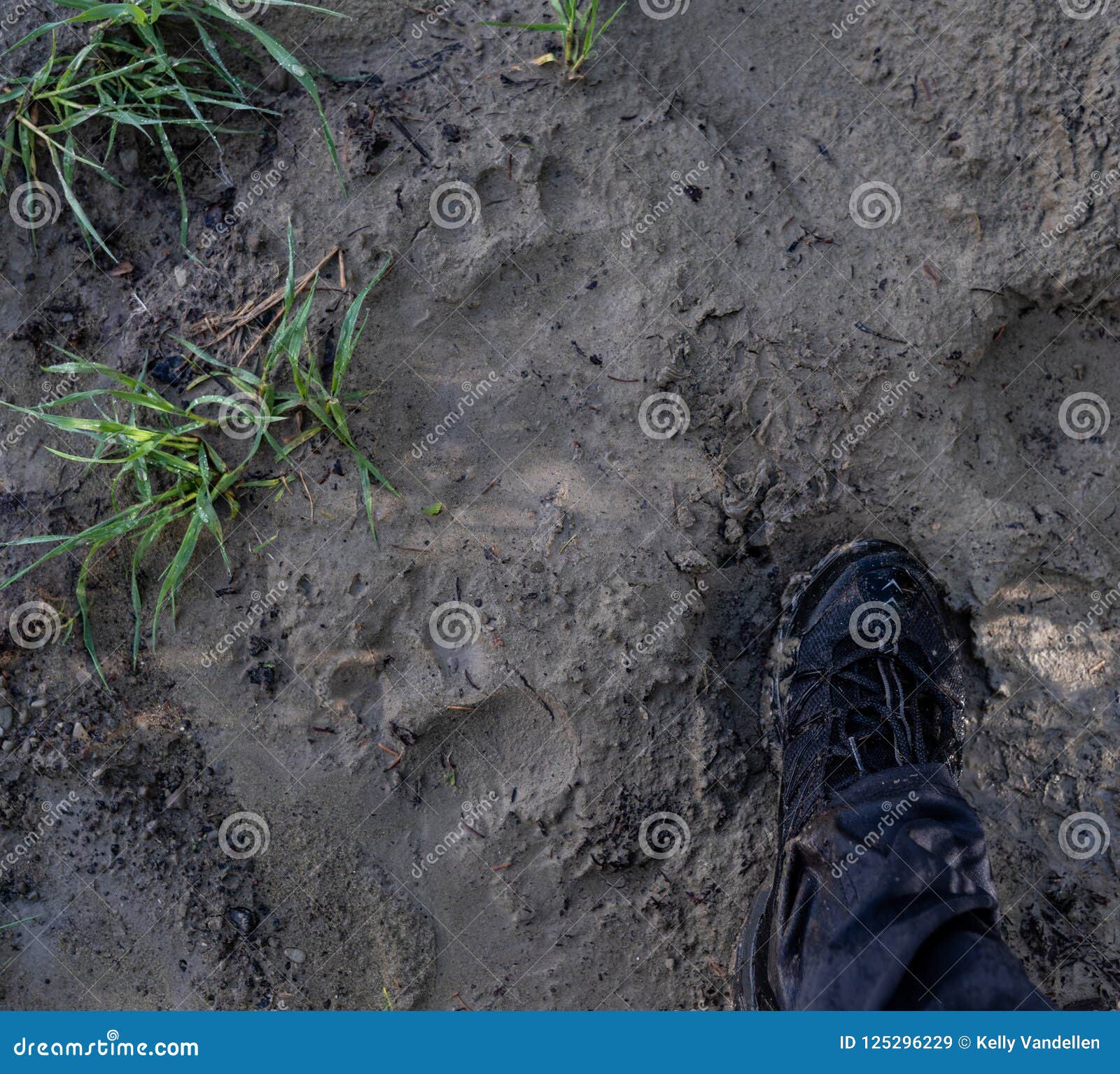 Walking into Thick Muddy Patch Stock Image - Image of foot, brown ...