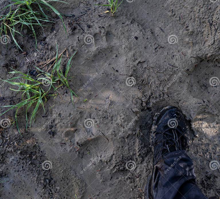 Walking into Thick Muddy Patch Stock Image - Image of foot, brown ...