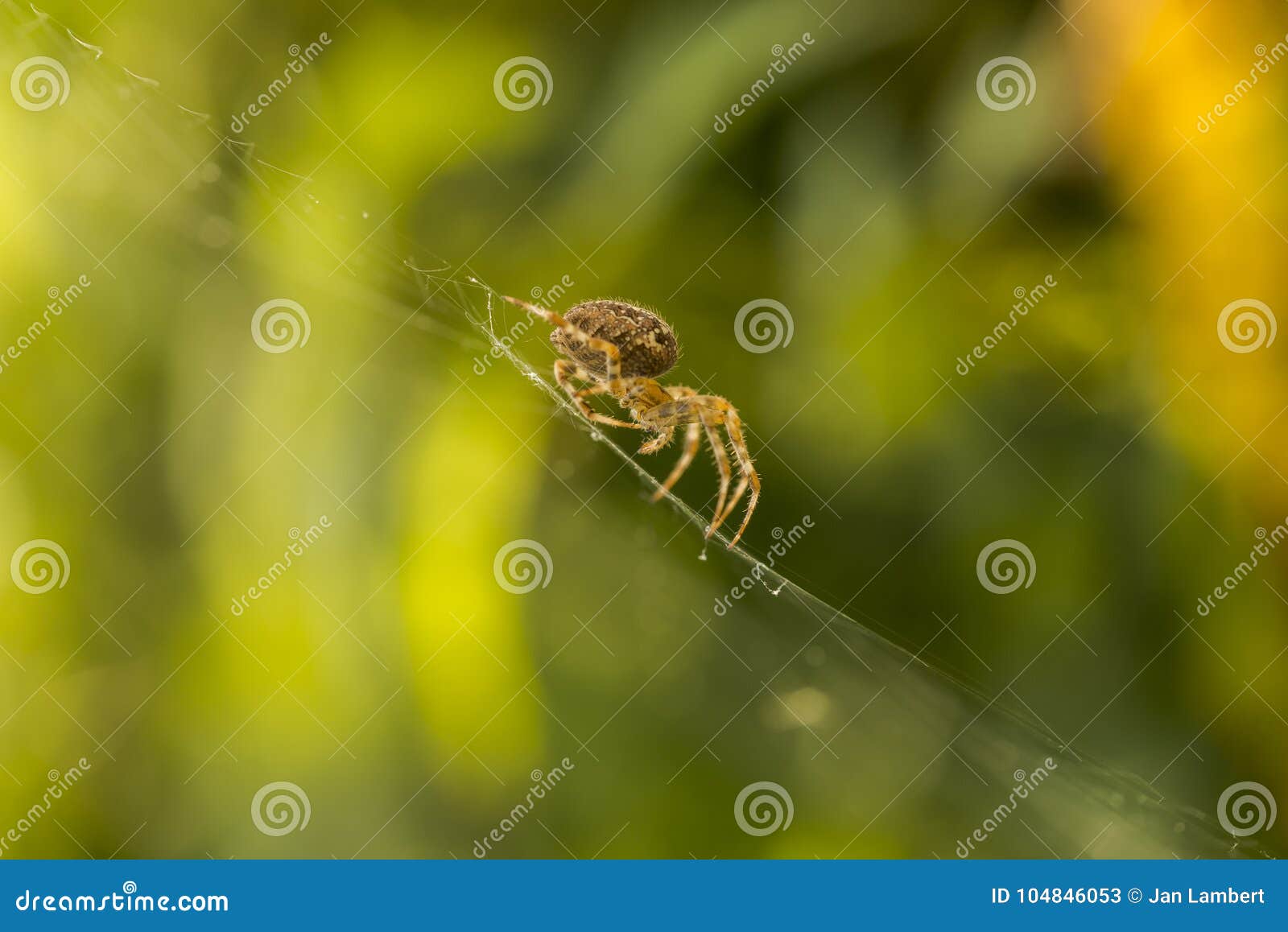 Walking the Thin Line. Spider Stock Image - Image of green, wildlife ...