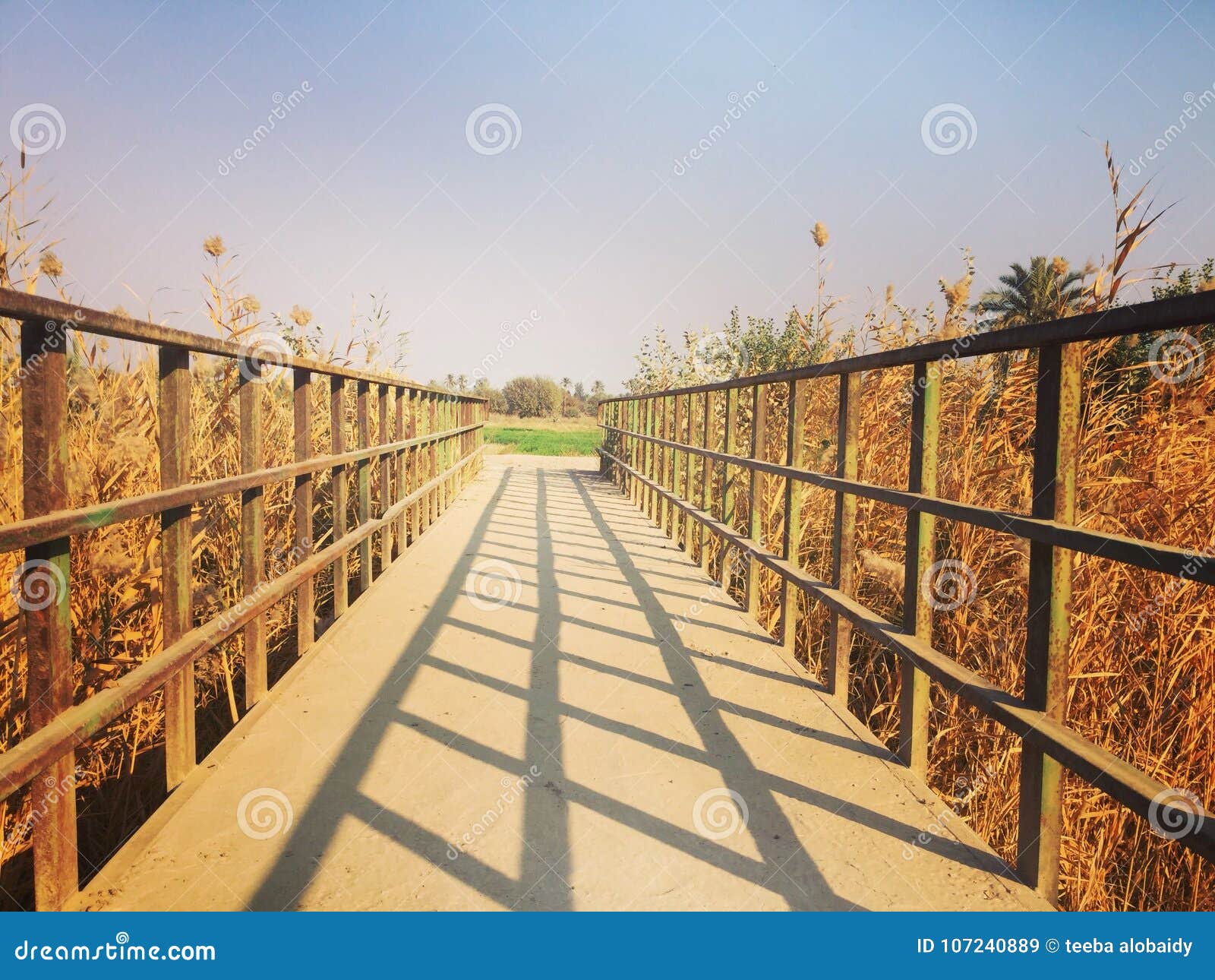 Iraq ,Baghdad stock image. Image of three, baghdad, forest - 107240889