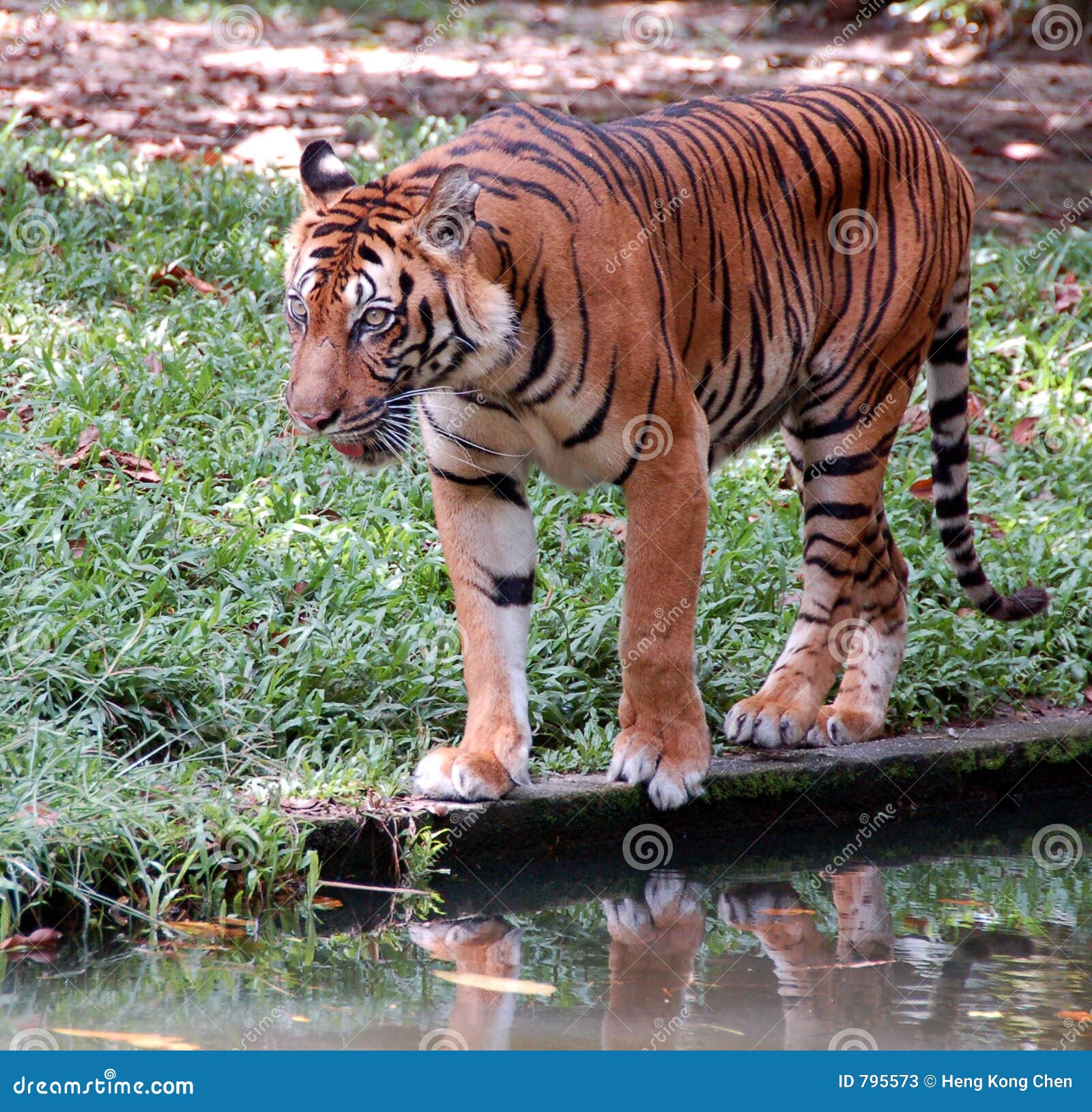 Walking Tiger stock image. Image of kuala, wild, pool, powerfull - 795573