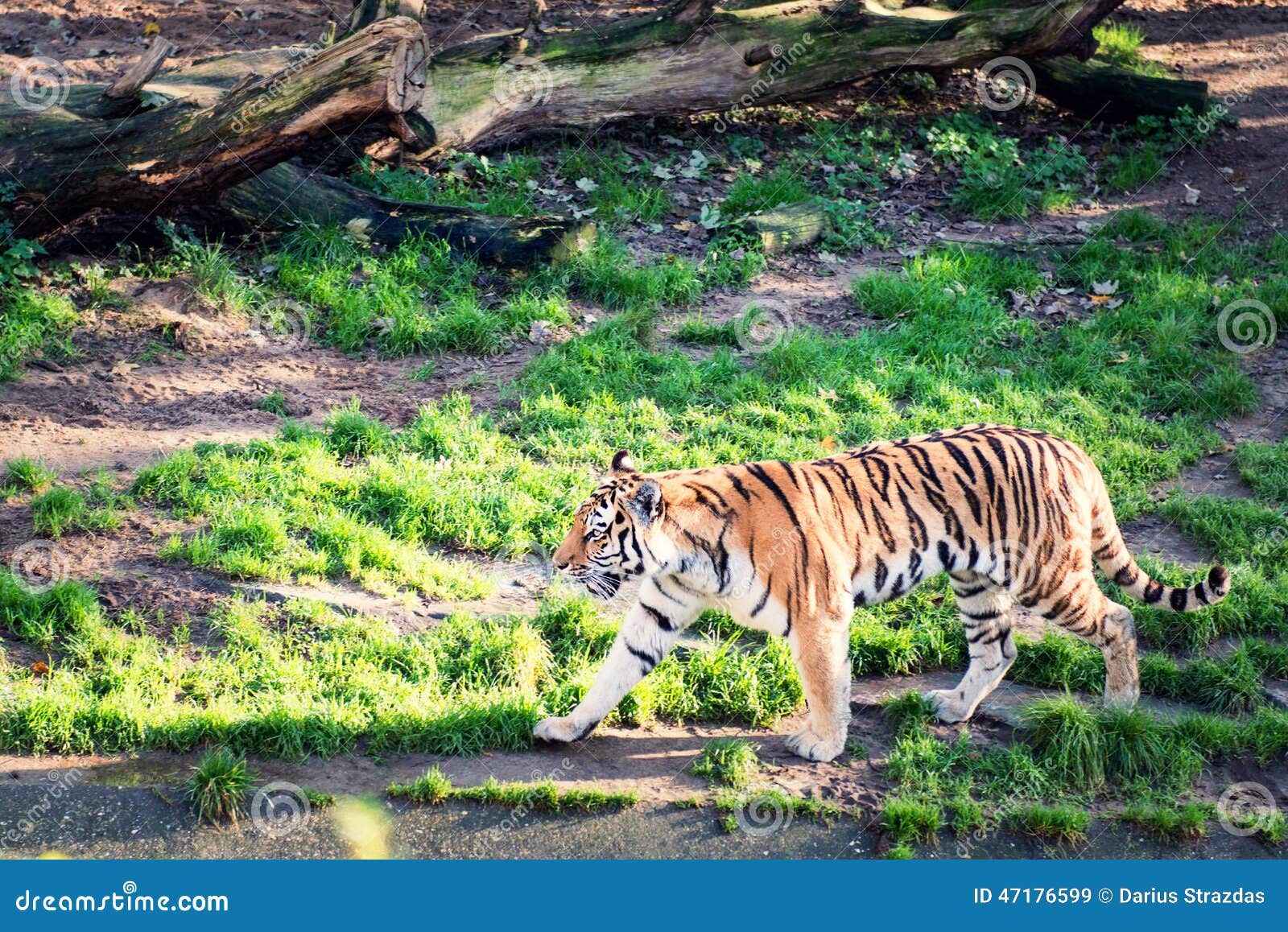Walking tiger stock image. Image of bengal, path, hair - 47176599
