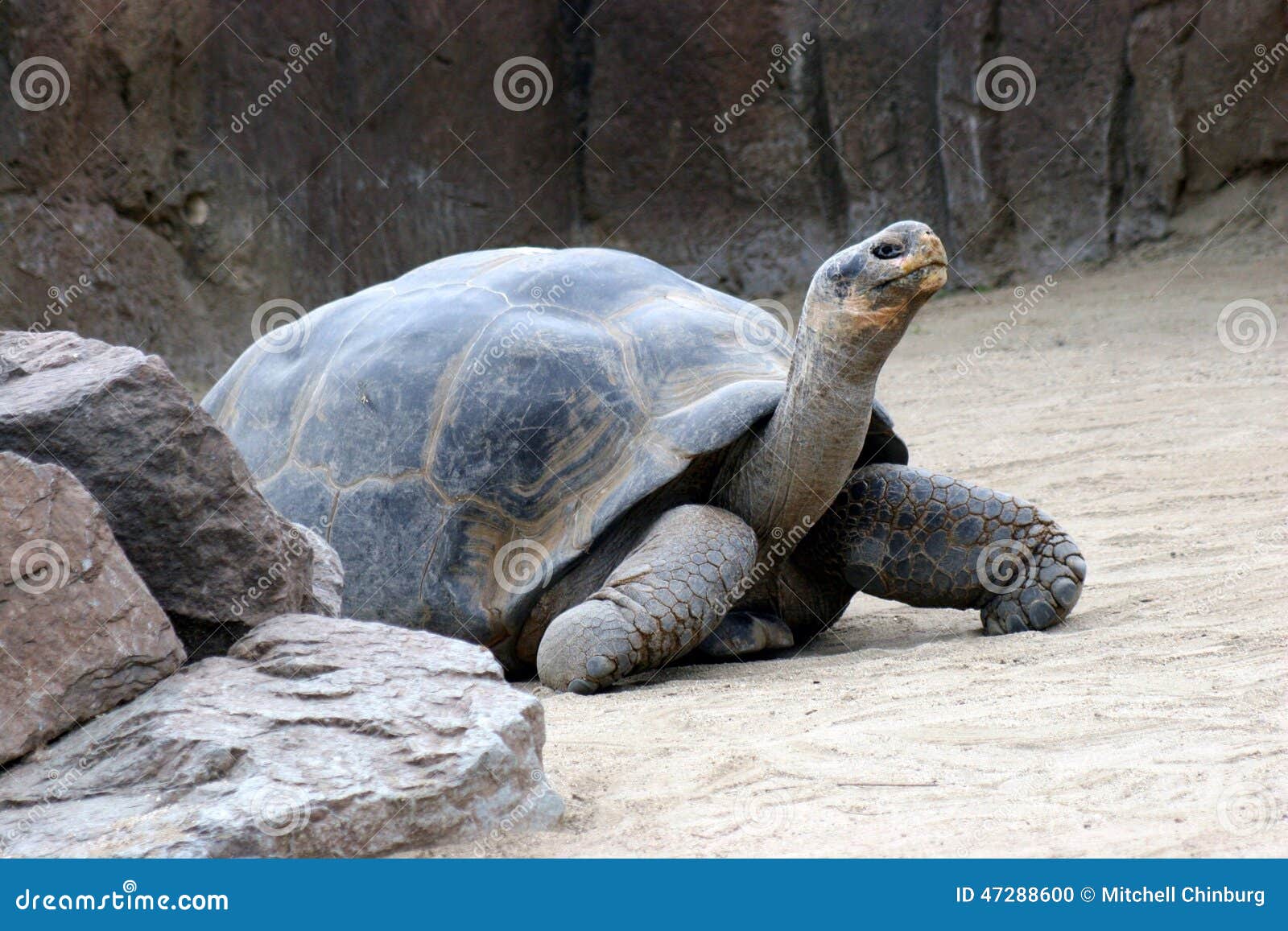 Walking tortoise stock photo. Image of walking, giant - 47288600
