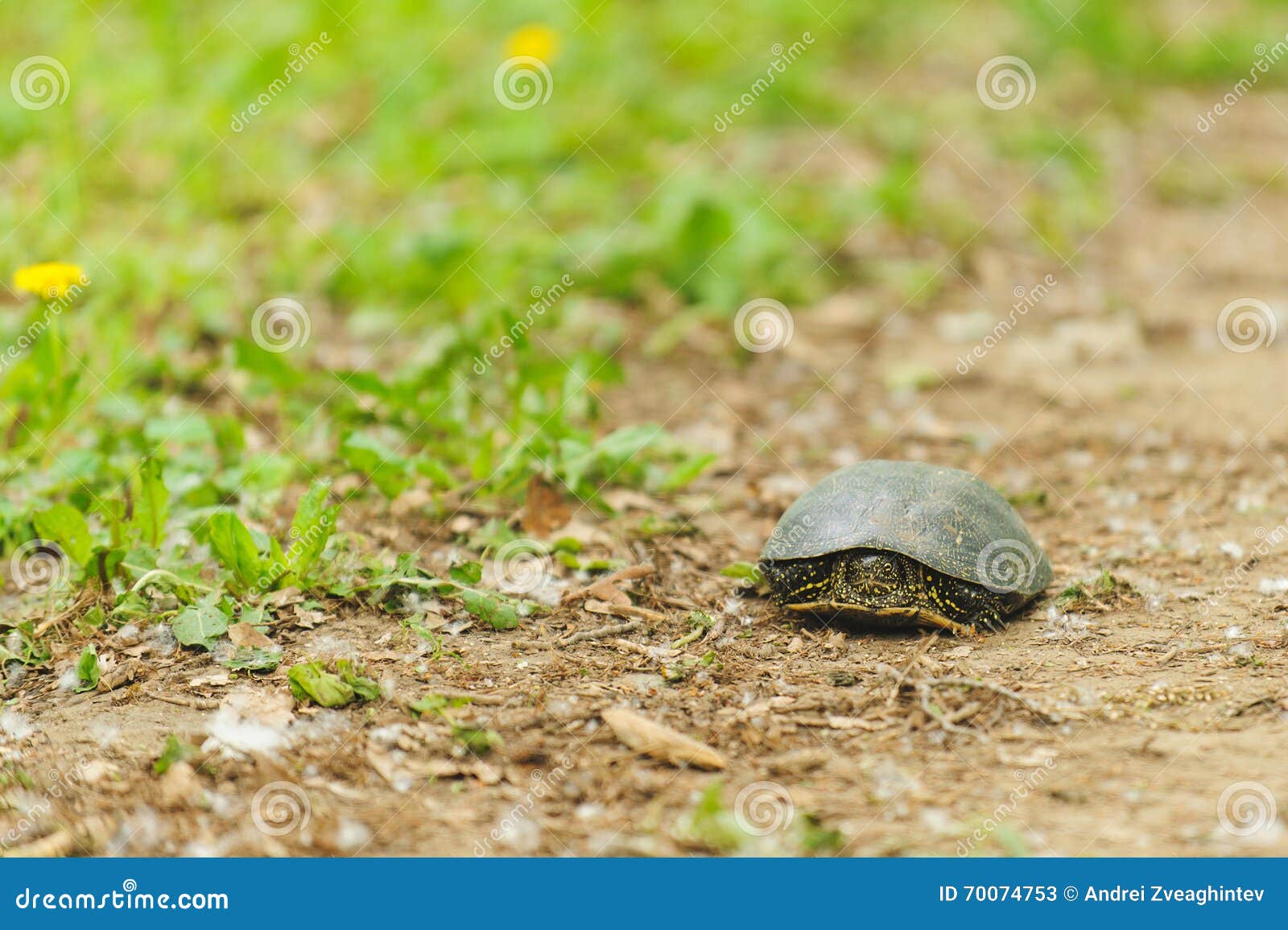 Walking Tortoise stock image. Image of mare, power, action - 70074753