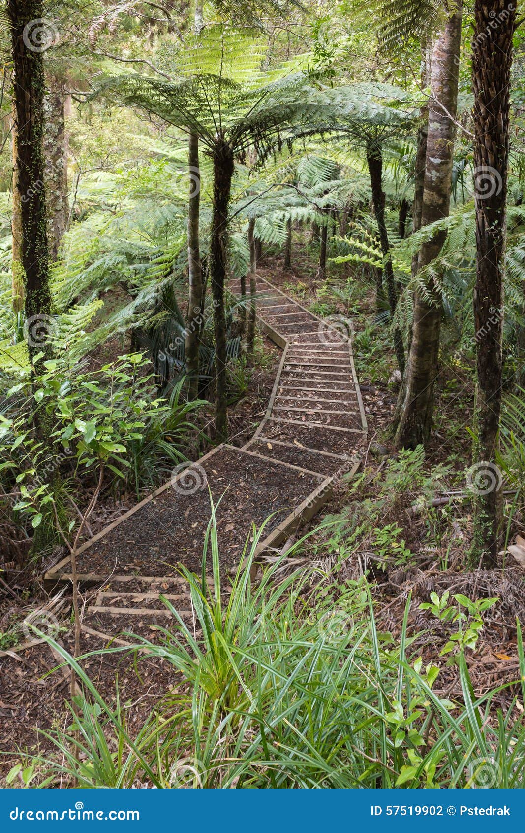 Walking Track in Rainforest Stock Photo - Image of zealand, jungle ...