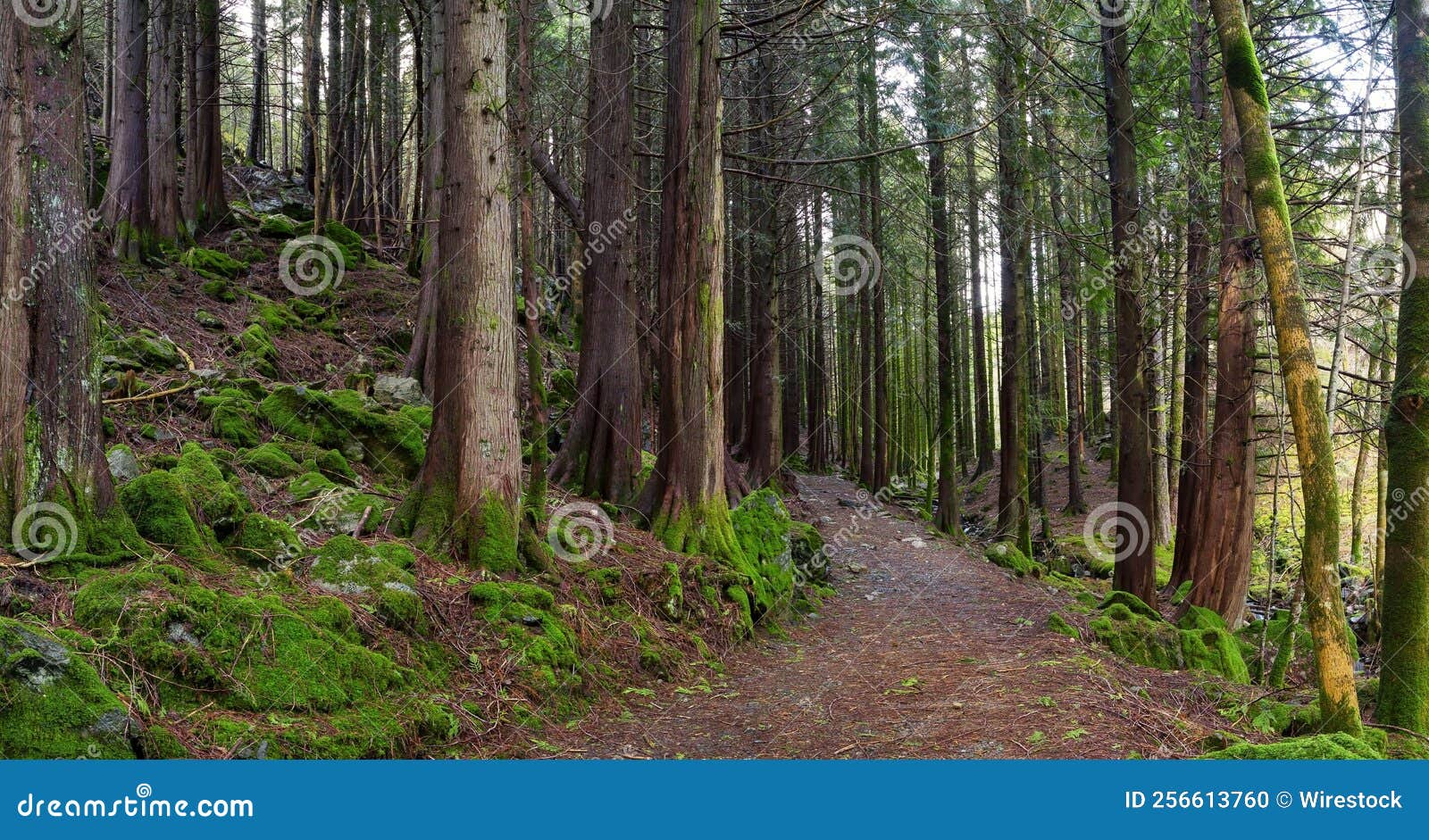 Walking Trail through a Beautiful Mossy Forest Stock Photo - Image of ...