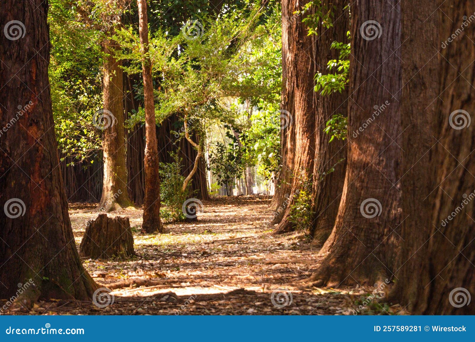 Walking Trail through a Beautiful Sunny Forest Stock Image - Image of ...