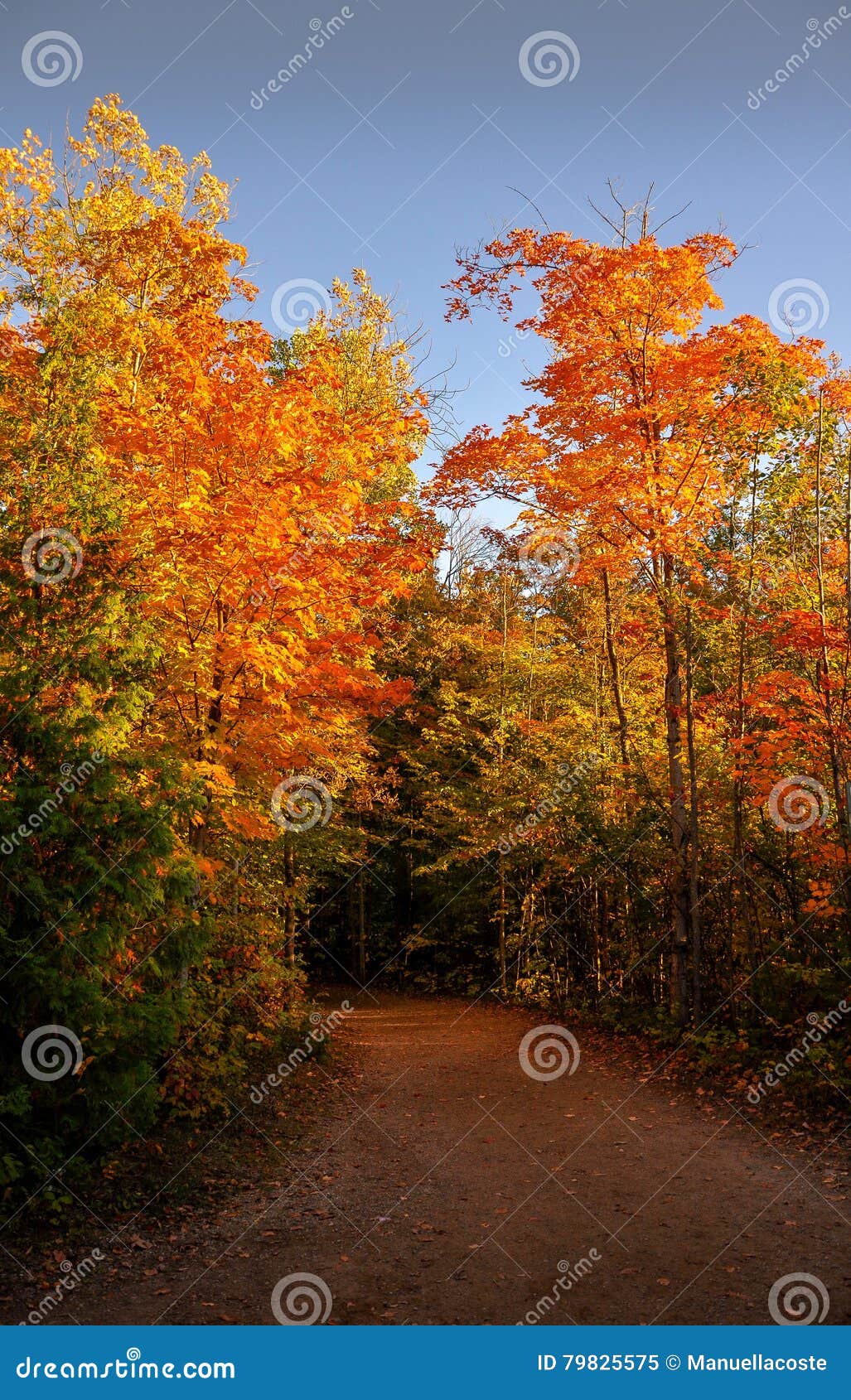 Walking this Trail during the Fall in Montreal, Quebec, Canada. Stock ...