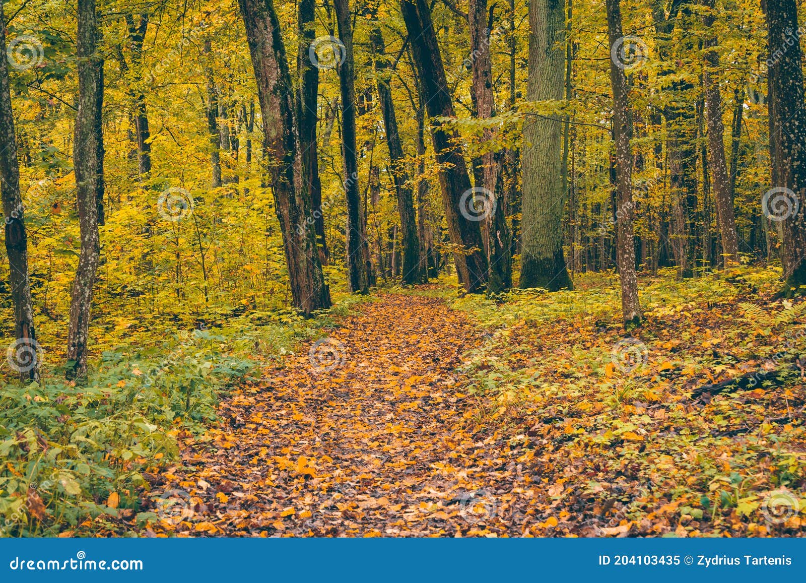 Walking Trail in the Forest Park. Walking Trail with a Beautiful Autumn ...