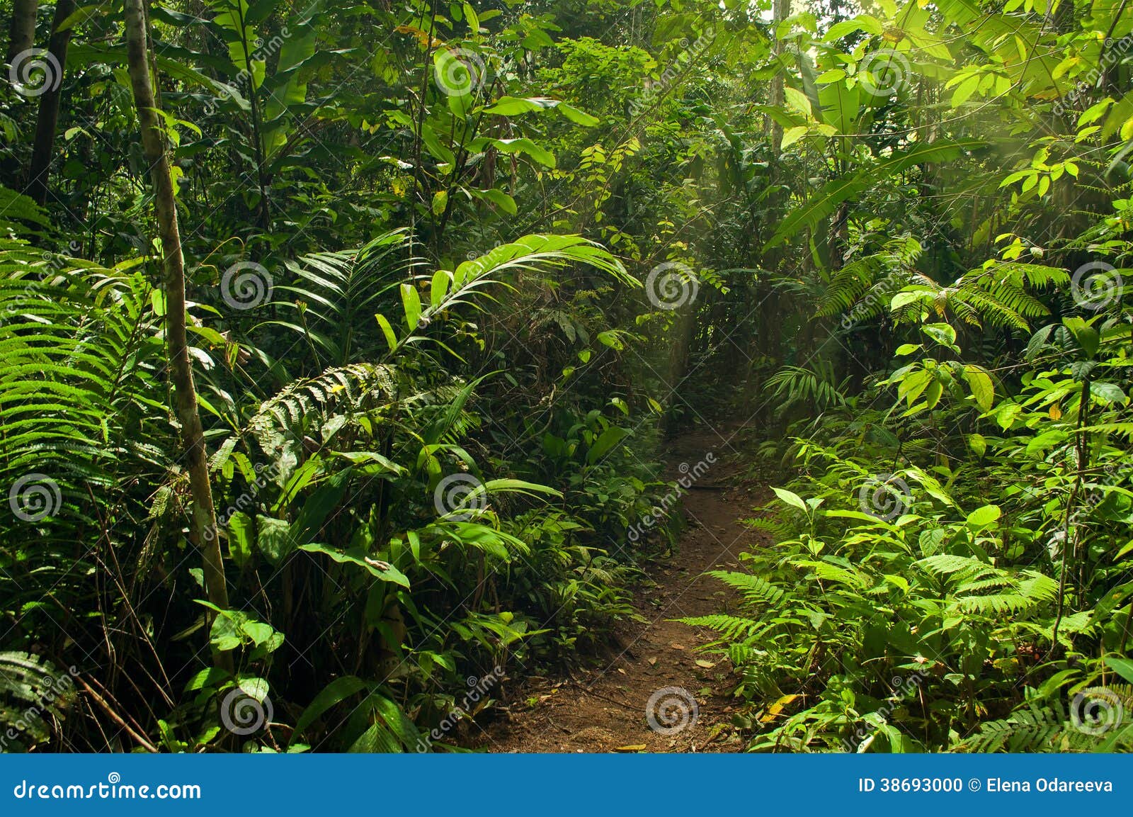 Walking Trail in the Jungle Stock Photo - Image of climate, branch ...