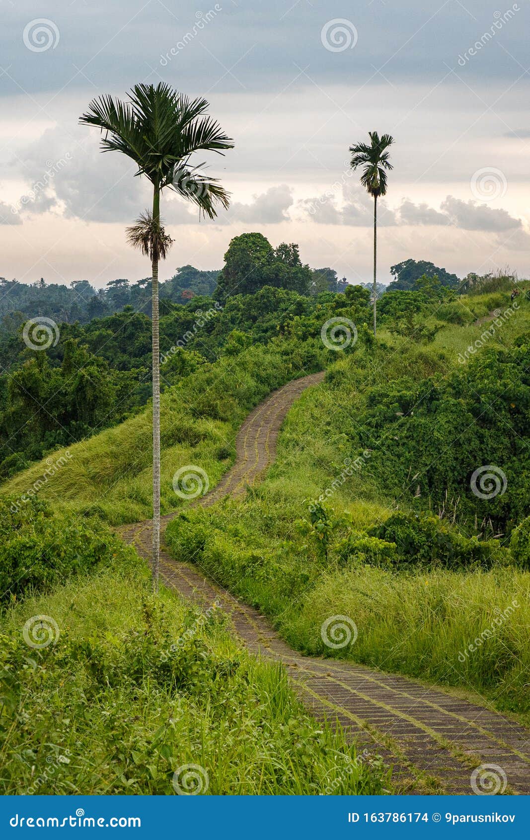 Walking Trail between Palm Trees Stock Photo - Image of landscape ...