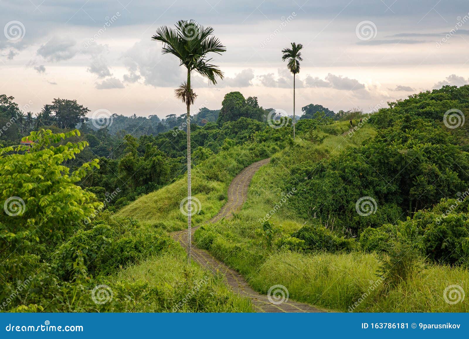 Walking Trail between Palm Trees Stock Image - Image of grass, path ...