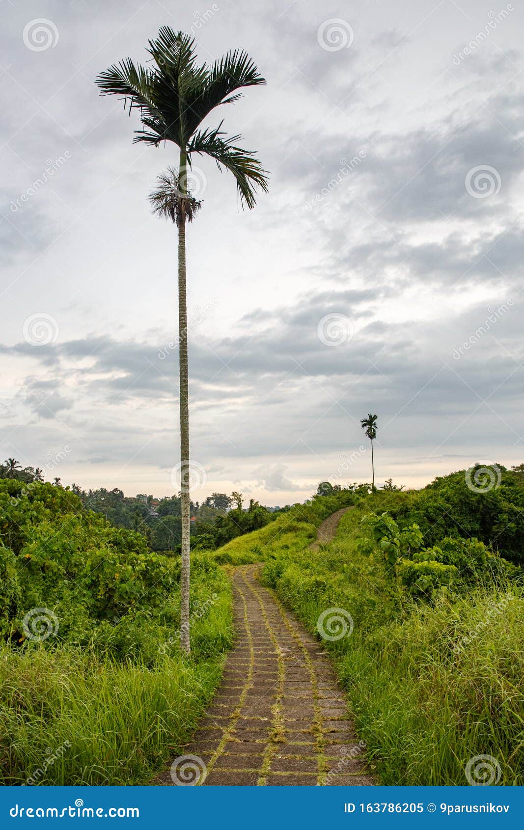 Walking Trail between Palm Trees Stock Image - Image of walking, jungle ...
